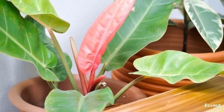 Indoor Philodendrons: 25 Varieties for You