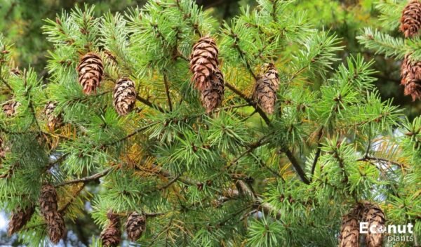 30 Different Types of Pine Trees with Images