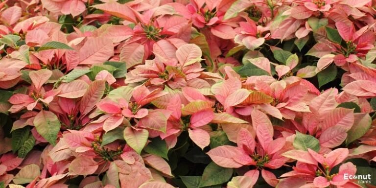 31 Various Poinsettia Cultivar Types to Grow This Season