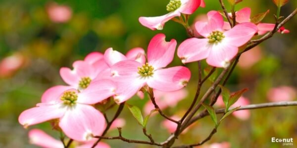 21 Types of Pink Flowering Trees for Your Home or Gardens