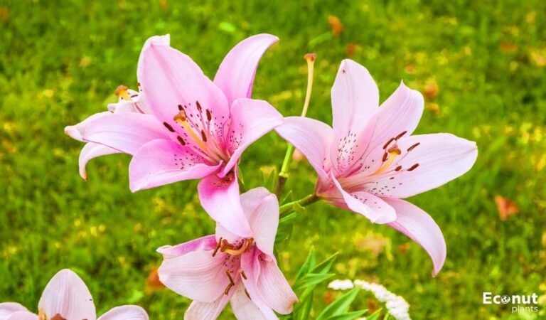 20 Varieties of Pink Lily Cultivars with Names and Pictures