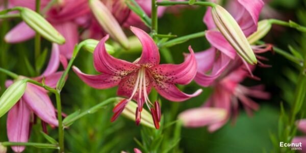 20 Varieties of Pink Lily Cultivars with Names and Pictures