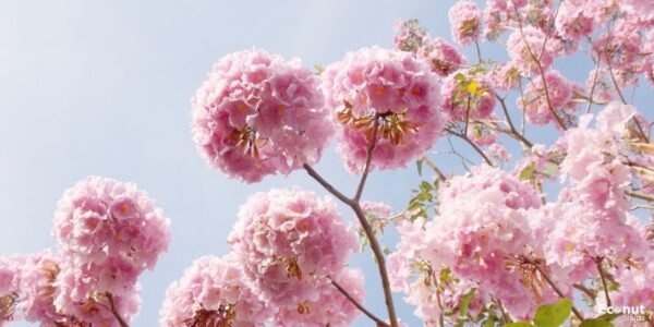 21 Types of Pink Flowering Trees for Your Home or Gardens