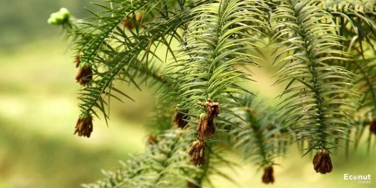 30 Different Types of Pine Trees with Images
