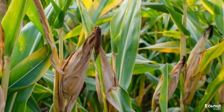 17 Types of Corn with Names and Pictures