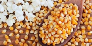 17 Types of Corn with Names and Pictures