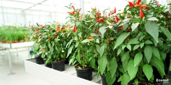 21 Unique Hot Pepper Varieties