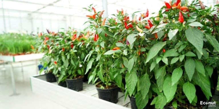 21 Unique Hot Pepper Varieties