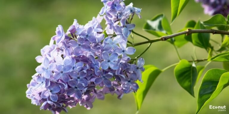 25 Lilac Varieties: Various Lilac Cultivar Types