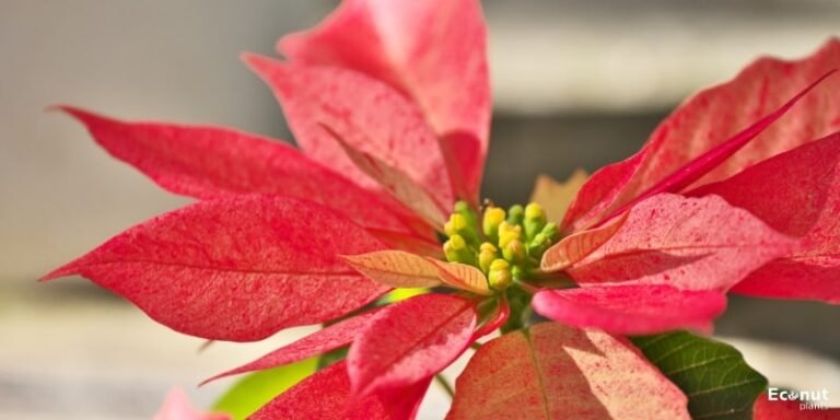 31 Various Poinsettia Cultivar Types to Grow This Season