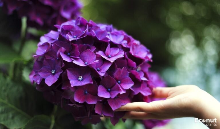 15 Purple Hydrangea Varieties with Names and Pictures