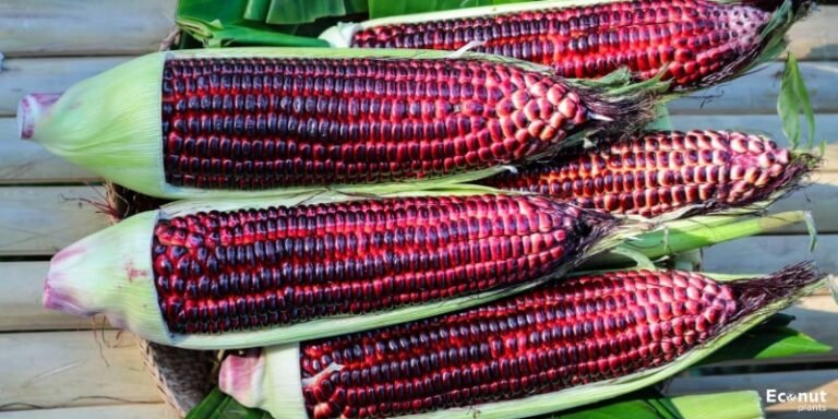 17 Types of Corn with Names and Pictures
