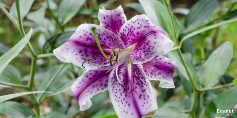 12 Varieties of Purple Lily Cultivars with Names and Pictures