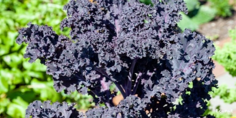46 Beautiful Purple Leaves Plant for Indoor & Outdoor Gardens