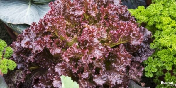 46 Beautiful Purple Leaves Plant for Indoor & Outdoor Gardens