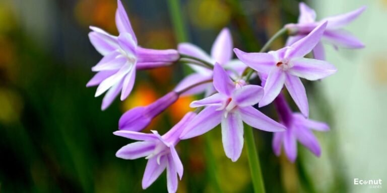 12 Varieties of Purple Lily Cultivars with Names and Pictures