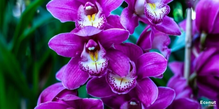 18 Types of Purple Orchids for Indoor and Outdoor Gardens