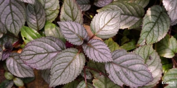46 Beautiful Purple Leaves Plant for Indoor & Outdoor Gardens