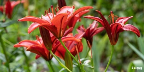 Red Lily Varieties: 15 Types for Your Flowerbeds