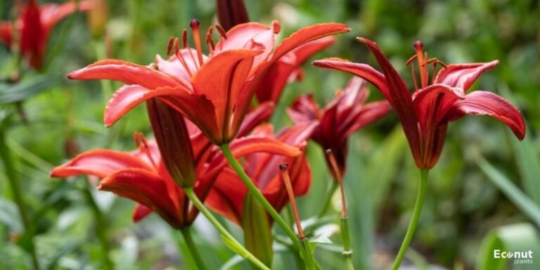 Red Lily Varieties: 15 Types for Your Flowerbeds