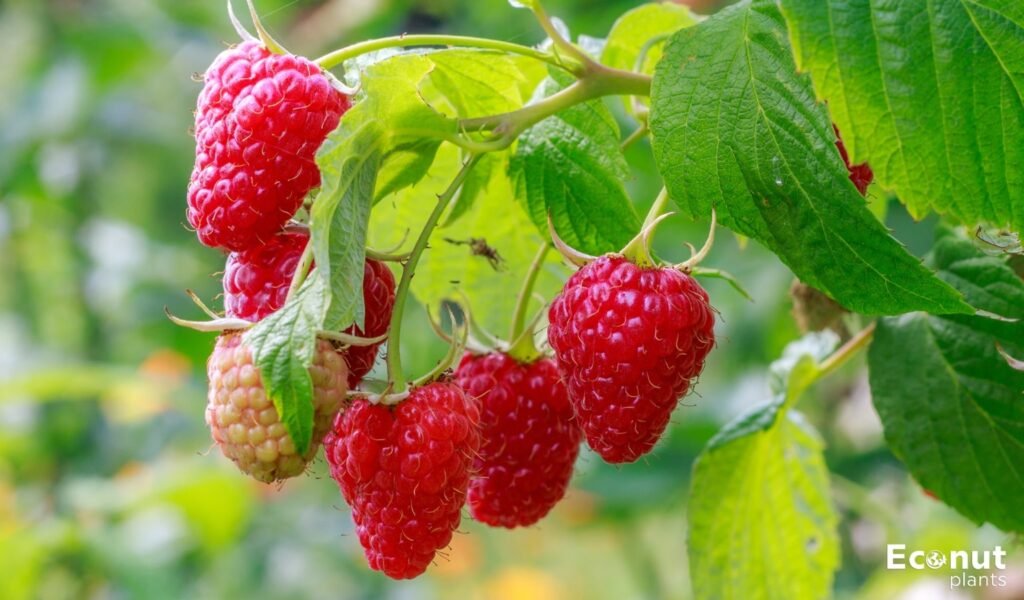 Growing Raspberries in Containers: How to Grow & Care Guide