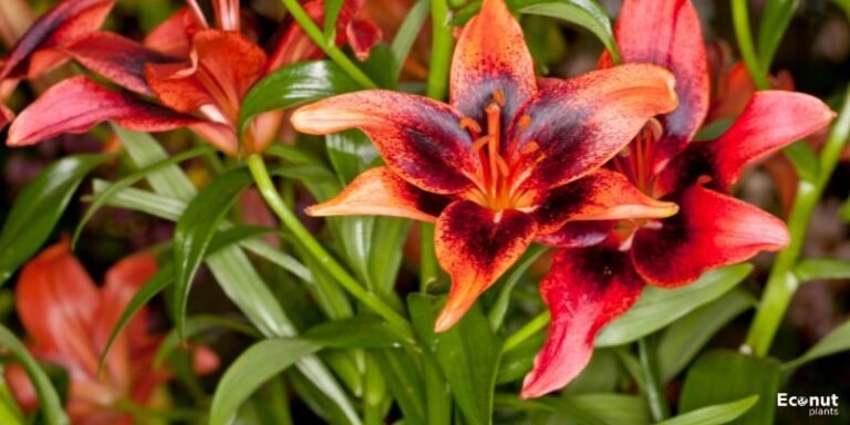 Red Lily Varieties: 15 Types for Your Flowerbeds