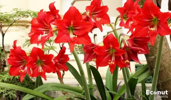 Red Lily Varieties: 15 Types for Your Flowerbeds