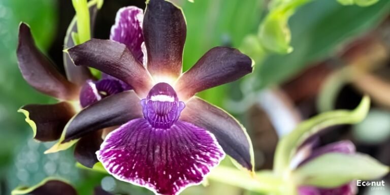 18 Types of Purple Orchids for Indoor and Outdoor Gardens
