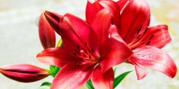 Red Lily Varieties: 15 Types for Your Flowerbeds