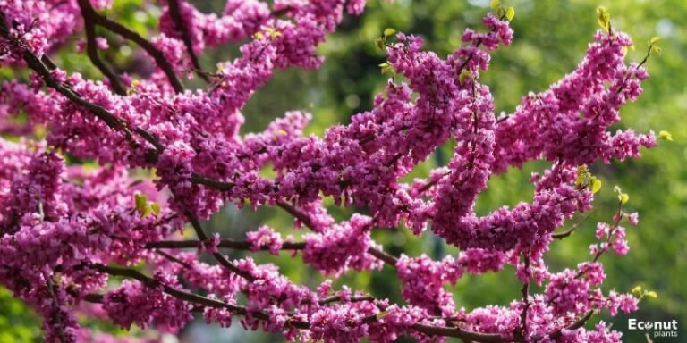 21 Types of Pink Flowering Trees for Your Home or Gardens