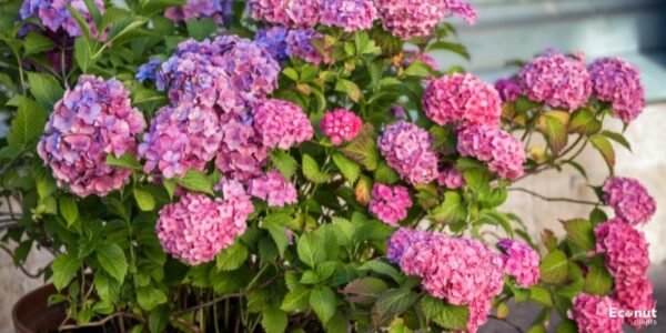 15 Purple Hydrangea Varieties with Names and Pictures