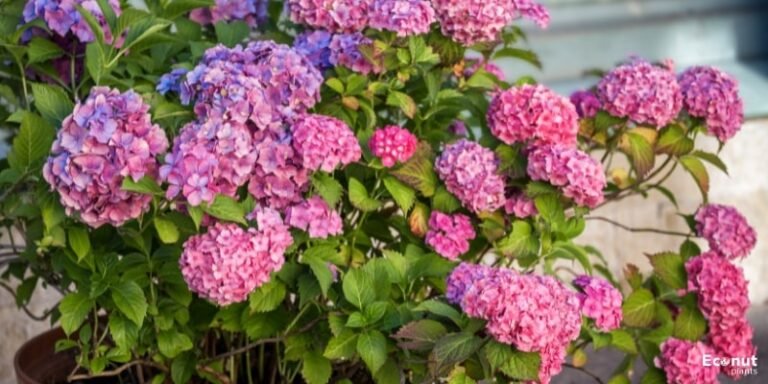 15 Purple Hydrangea Varieties with Names and Pictures