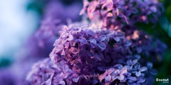 25 Lilac Varieties: Various Lilac Cultivar Types