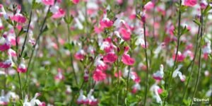 25 Types of sage with pictures and names