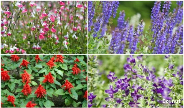 25 Types of sage with pictures and names