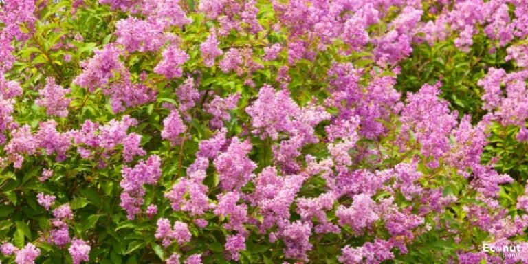 25 Lilac Varieties: Various Lilac Cultivar Types