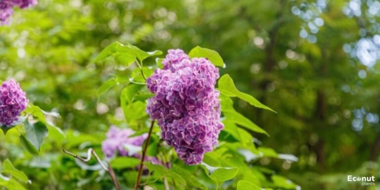25 Lilac Varieties: Various Lilac Cultivar Types