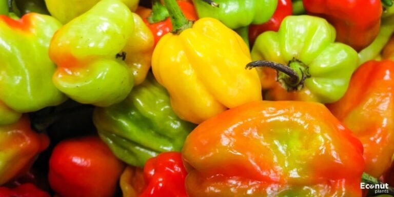21 Unique Hot Pepper Varieties