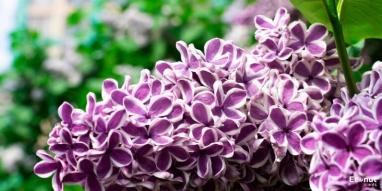 25 Lilac Varieties: Various Lilac Cultivar Types