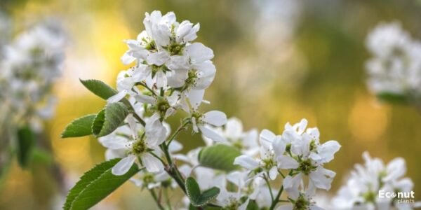 21 Types of White-Flowering Trees for Your Home or Garden