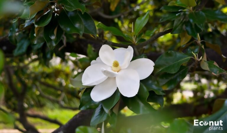 17 Shade Tolerant Evergreen Trees for Shady Gardens