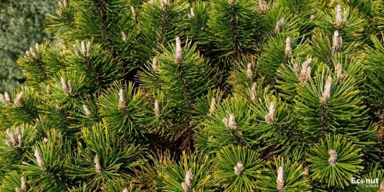 17 Shade Tolerant Evergreen Trees for Shady Gardens