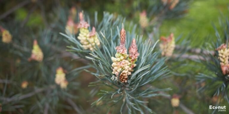 30 Different Types of Pine Trees with Images