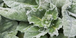 25 Types of sage with pictures and names