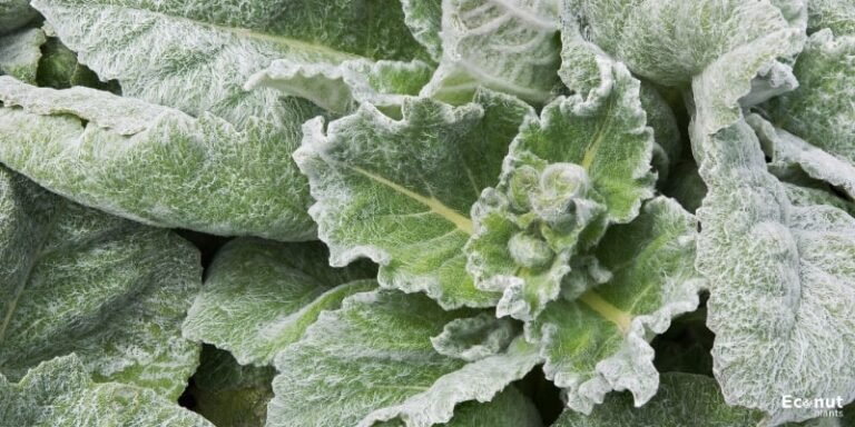 25 Types of sage with pictures and names