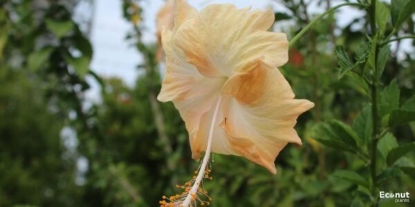 32 Different Types of Hibiscus Varieties You Can Grow In Your Garden
