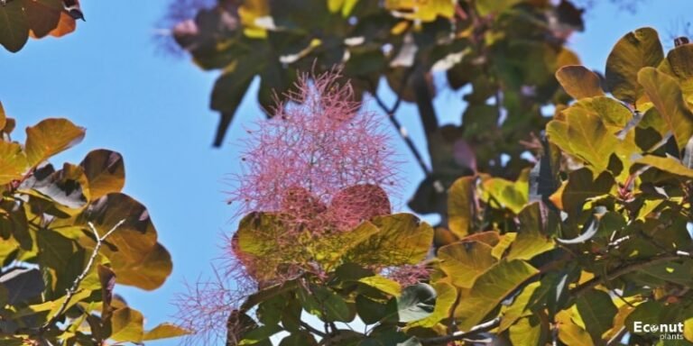 21 Types of Pink Flowering Trees for Your Home or Gardens