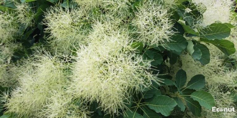 21 Types of White-Flowering Trees for Your Home or Garden