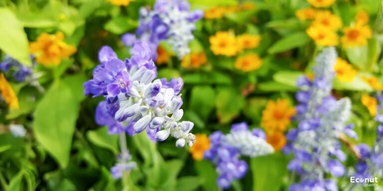 25 Types of sage with pictures and names