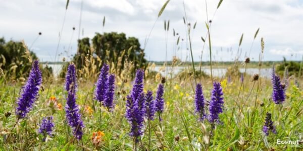 21 Blue Flowering Shrubs for Your Garden